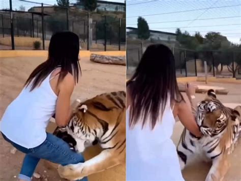 Tiger Grabbed Girl Hand In Jaws Video Viral On Social Media खूंखार
