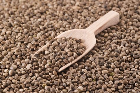 The Ultimate Guide To Growing Hemp Joy Organics
