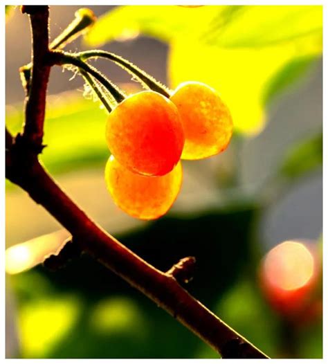 安徽这里种植樱桃20万株，年产千万公斤，农民增收一亿元 太和县 樱桃园 果核 新浪新闻