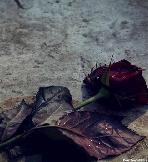 عکس گل رز سیاه پژمرده