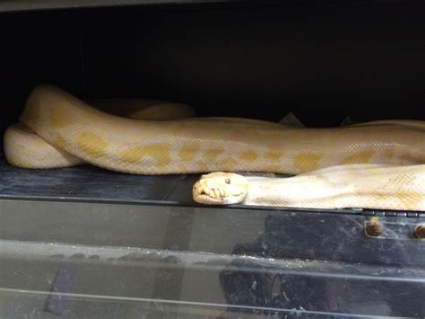 Albino Burm