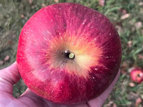 Wolf River Apple Tree — Roots To Fruits Nursery