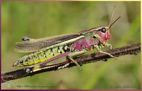 Large Marsh Grasshopper Focusing On Wildlife