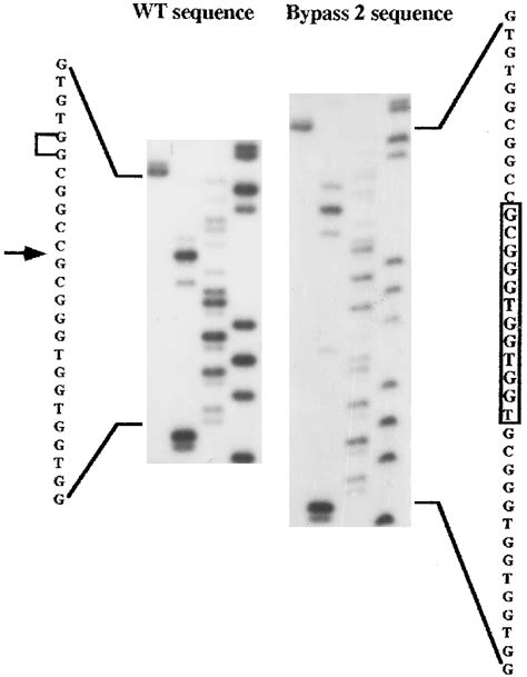 Sequences Of The Bypass 2 Generated By Dna Polymerase Left Wild Type
