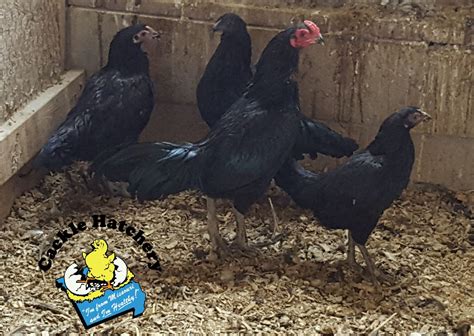 Dark Aseel Asil Chicken Chicks For Sale Cackle Hatchery®