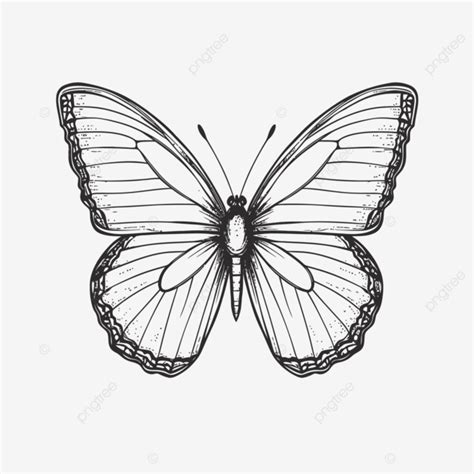 흰색 배경 개요 스케치에 나비 그리기 벡터 현실적인 나비 그림 현실적인 나비 개요 현실적인 나비 스케치 Png 일러스트 및 벡터 에 대한 무료 다운로드 Pngtree
