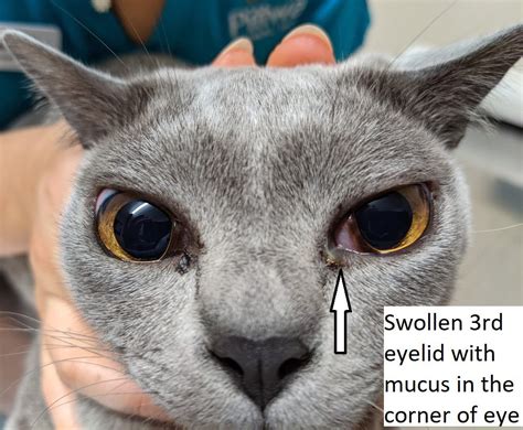 Stringy Eye Discharge Cat