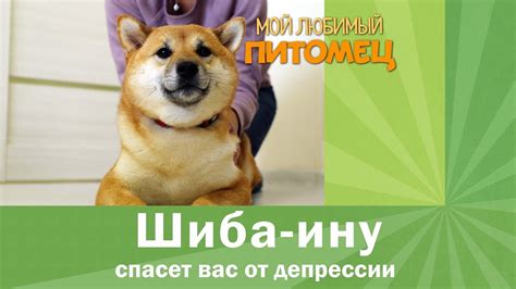 ШИБА ИНУ (СИБА ИНУ): особенности содержания, характер, воспитание ...