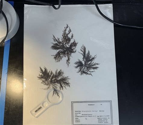 Bio Lab Chapter Protist Images Flashcards Quizlet