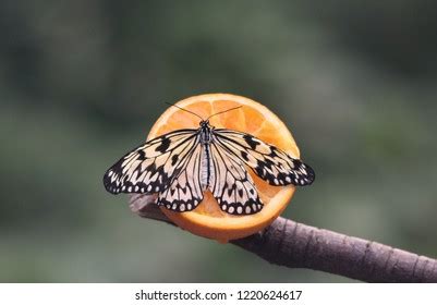 Tree Nymph Butterfly Stock Photo Shutterstock