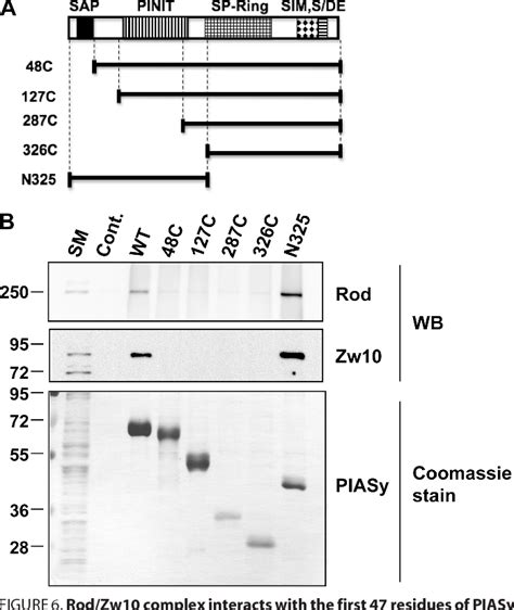 Figure 6 From Rod Zw10 Complex Is Required For Piasy Dependent Centromeric Sumoylation