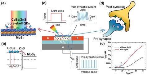 A Schematic Diagram Of Mos2 Cdse Zns Core‐shell Qds Md Download Scientific Diagram