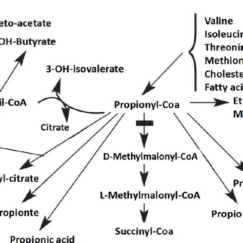 Precursors Of Propionyl Coa And Main Metabolites Produced 66 67