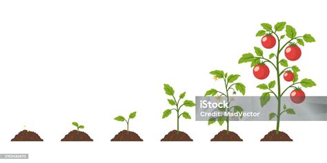 토마토 성장 단계 그림 씨앗 발아 싹을 틔우고 잘 익은 과일과 성숙한 식물에 꽃을 피우는 토마토 성장을 보여주는 벡터 만화 교육