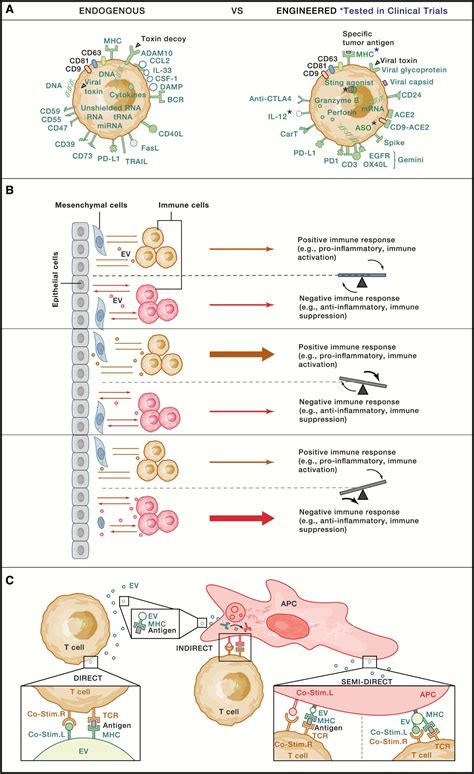 The Biology And Function Of Extracellular Vesicles In Immunity Creative Biolabs Exosome Blog