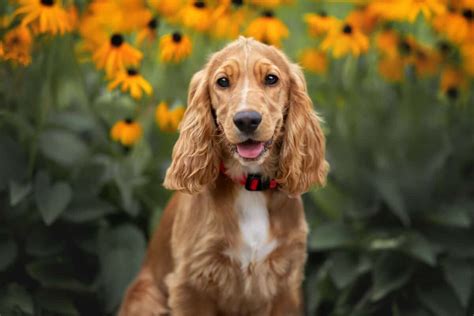 Cocker Spaniel Growth And Weight Chart Complete Guide