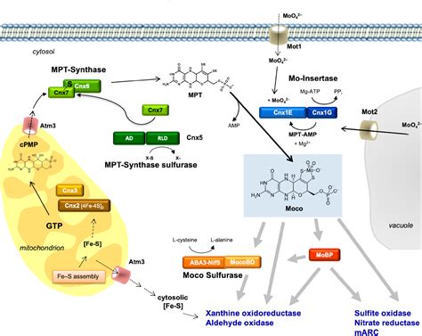 Figure 2 From The History Of The Molybdenum Cofactor—a Personal View Semantic Scholar
