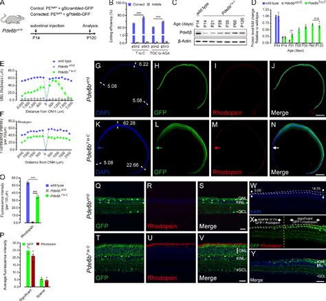 figure 2 from vision rescue via unconstrained in vivo prime editing in