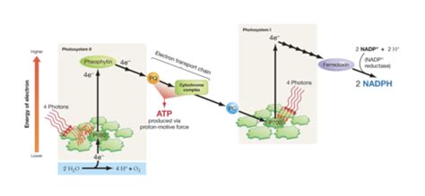 Ch 10 Concepts Flashcards Quizlet