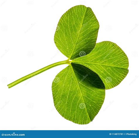 Leaf Cell Structure Stock Image Image Of Decoration 114872781