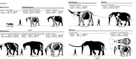 Mammuthus Sungari The Ice Age Giant