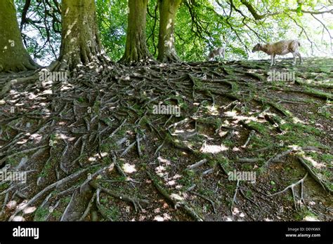 Exposed Tree Root System Hi Res Stock Photography And Images Alamy