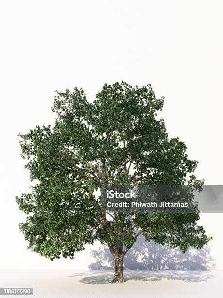 흰색 배경에 고립 된 나무 디자인 광고 및 건축에 사용되는 고립 된 열대 나무 3d 렌더링 0명에 대한 스톡 사진 및 기타