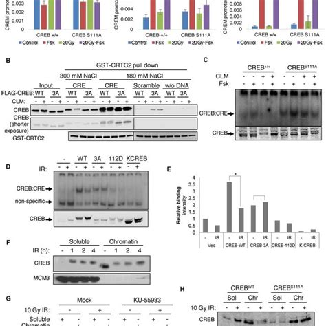 Camp Induced Phosphorylation Of The Creb Atm Ck Cluster A Schematic Download Scientific