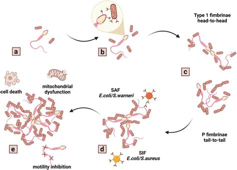 The Process Of Bacteria Promoted Sperm Agglutination The Agglutinating Download Scientific