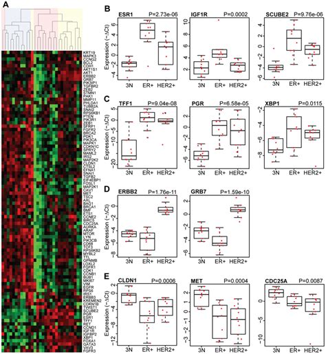 Biological Validation Of The Breast Cancer Gene Expression Assay Using Download Scientific