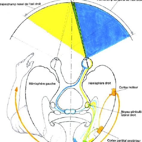 A Schematic Representation Of Visuo Motor Pathways In A Neural And Download Scientific Diagram