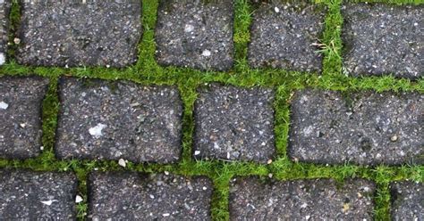 6 Ways To Get Rid Of Grass In Block Paving Garden Doctor