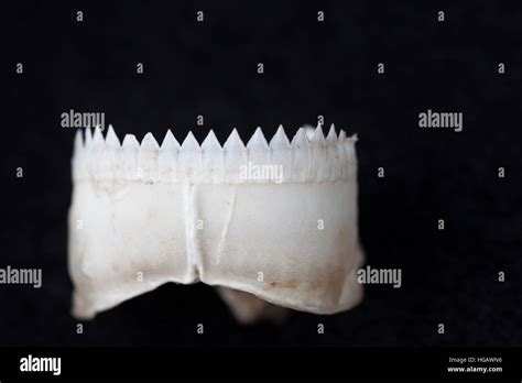 Teeth In Lower Jaw Of A Small Cookie Cutter Shark Isistius