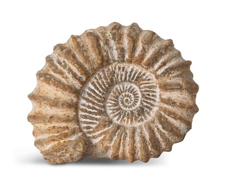 Lot An Ammonite Fossil