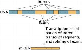 DNA Profiling Flashcards Quizlet