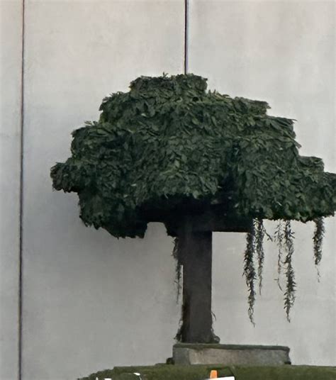 Minecraft Live Action Fotos De Los árboles Filtradas Spoiler