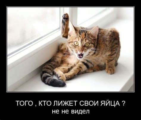 Скачать прикольные и красивые картинки Смешные демотиваторы на