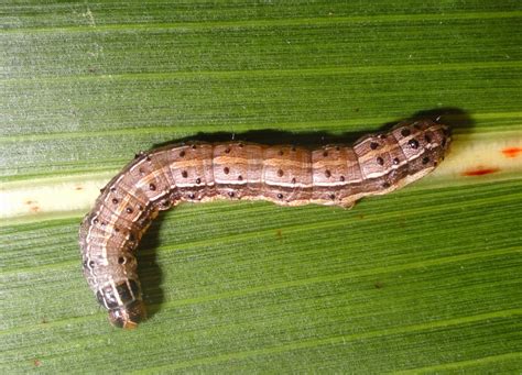 Spodoptera Frugiperda Revela Ritmos Biológicos Distintos Revista Cultivar