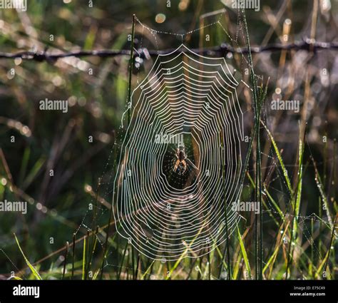 Spider In Cobweb Stock Photo Alamy