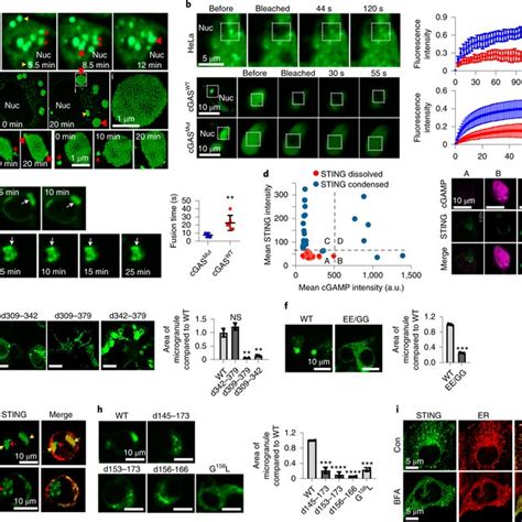 Cgamp Induces Sting Condensation And A Fluid To Gel Transition A