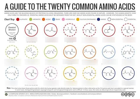 20 Amino Acids Names