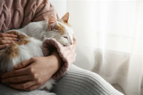 雌猫は甘えん坊？雌猫が甘える時
