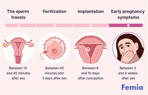 Early Pregnancy Symptoms Timeline Early Fetal Scans At The London