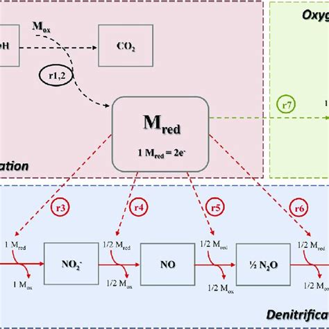 Schematic Of The Model For Heterotrophic Denitrification Adapted From Download Scientific