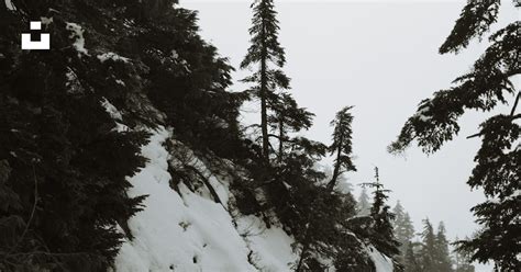 눈 덮인 산을 스키를 타고 내려오는 사람 사진 Unsplash의 무료 나무 이미지