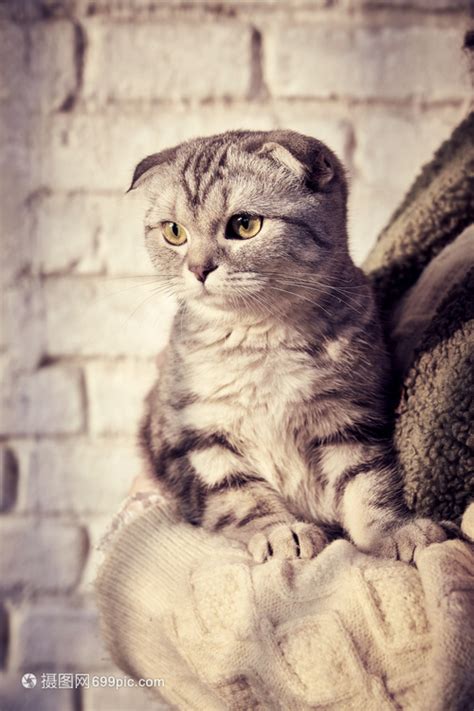 美短折耳猫 随意云