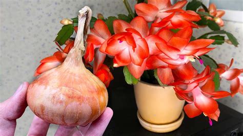 Капаю Под Все Цветы в Доме Зацветают Как Сумасшедшие Youtube