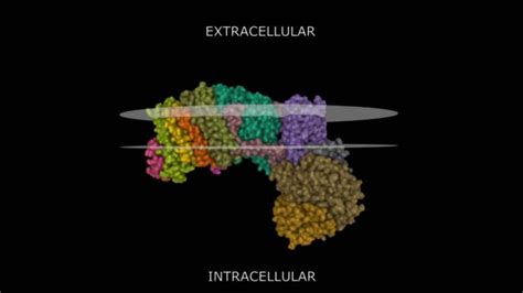 10 Cell Membrane Cartoon Stock Videos And Royalty Free Footage Istock