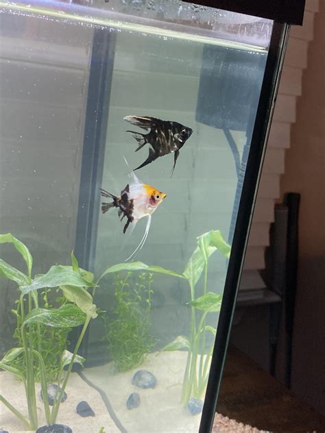 Can Anyone Determine The Sex Of These Guys Let Me Know If A Different Angle Would Help R