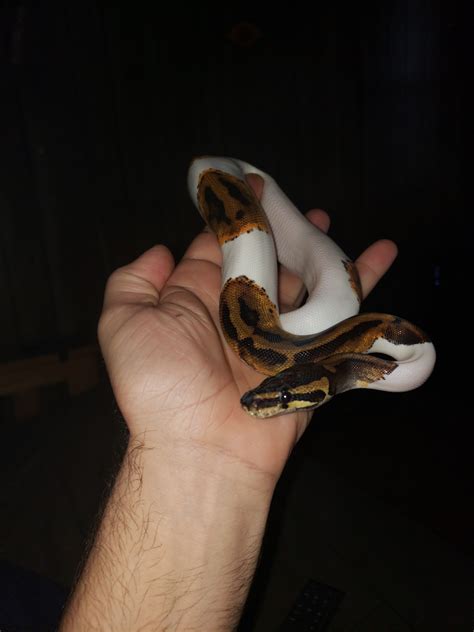Show Us Your Pied Stuff Ball Pythons MorphMarket Reptile Community